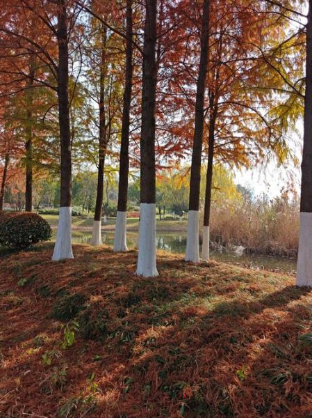 水杉树图片怎么拍_水杉树什么时候最美-第2张图片-山城妙识