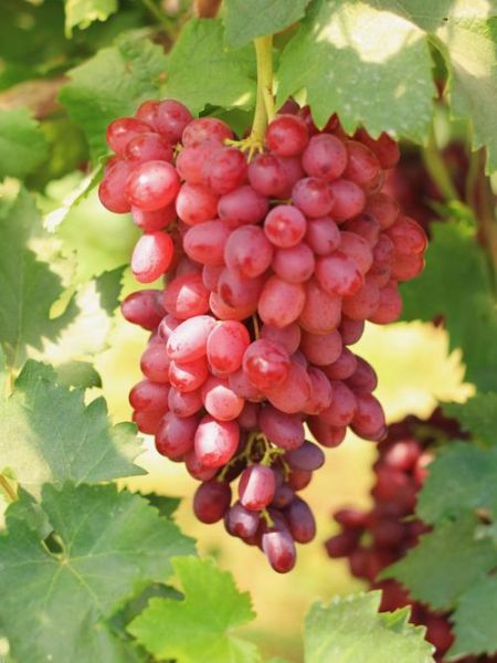 葡萄图片大全大图真实_葡萄品种高清图鉴-第3张图片-山城妙识 葡萄图片大全大图真实_葡萄品种高清图鉴-第3张图片-山城妙识