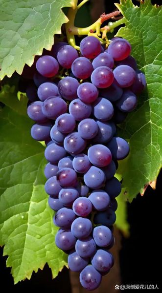 葡萄图片大全大图真实_葡萄品种高清图鉴-第2张图片-山城妙识 葡萄图片大全大图真实_葡萄品种高清图鉴-第2张图片-山城妙识