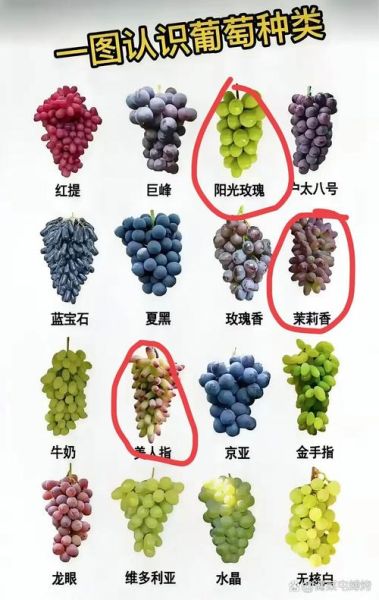 葡萄图片大全大图真实_葡萄品种高清图鉴-第1张图片-山城妙识 葡萄图片大全大图真实_葡萄品种高清图鉴-第1张图片-山城妙识