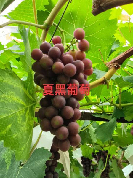 夏黑葡萄几月份成熟_夏黑葡萄成熟时间-第1张图片-山城妙识