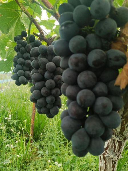 夏黑葡萄几月份成熟_夏黑葡萄成熟时间-第2张图片-山城妙识