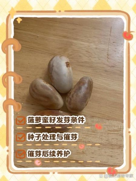 菠萝蜜核可以种盆栽吗_如何发芽快-第1张图片-山城妙识