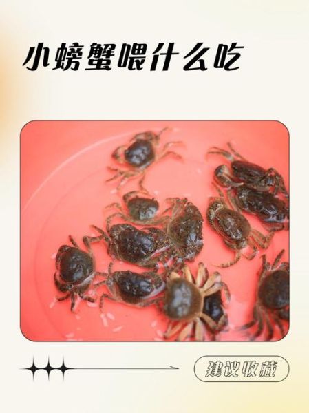 螃蟹怎么喂食_螃蟹一天喂几次-第1张图片-山城妙识