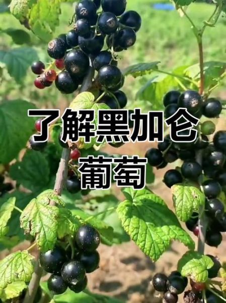 黑加仑图片大全大图_黑加仑和葡萄有什么区别-第2张图片-山城妙识 黑加仑图片大全大图_黑加仑和葡萄有什么区别-第2张图片-山城妙识