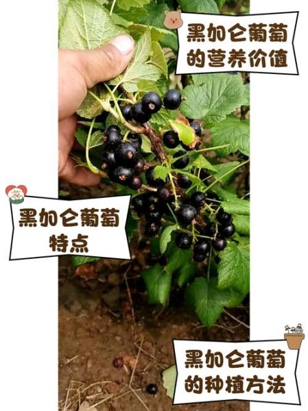 黑加仑图片大全大图_黑加仑和葡萄有什么区别-第3张图片-山城妙识 黑加仑图片大全大图_黑加仑和葡萄有什么区别-第3张图片-山城妙识