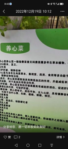 养心菜怎么吃_养心菜正确吃法-第2张图片-山城妙识