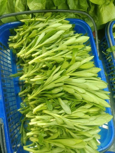 养心菜怎么吃_养心菜正确吃法-第1张图片-山城妙识