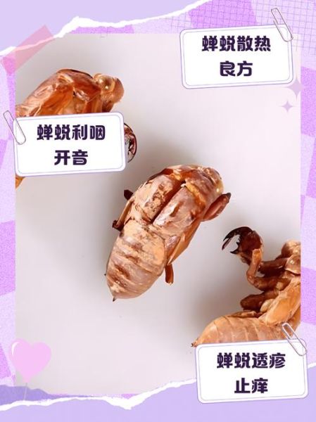 知了壳怎么吃_知了壳功效最好-第1张图片-山城妙识