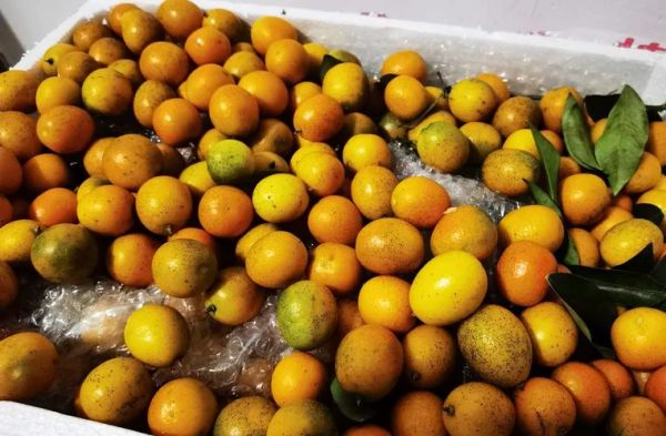 咸金桔怎么吃_咸金桔的正确吃法-第2张图片-山城妙识 咸金桔怎么吃_咸金桔的正确吃法-第2张图片-山城妙识