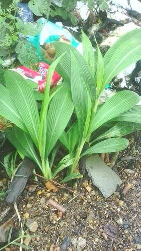 黄粑叶是什么植物_黄粑叶的功效与作用-第2张图片-山城妙识 黄粑叶是什么植物_黄粑叶的功效与作用-第2张图片-山城妙识