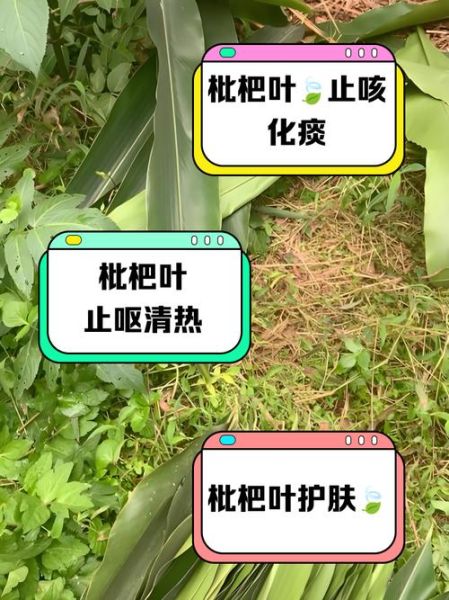 黄粑叶是什么植物_黄粑叶的功效与作用-第1张图片-山城妙识 黄粑叶是什么植物_黄粑叶的功效与作用-第1张图片-山城妙识