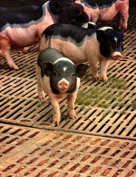 养小香猪的血泪教训_新手避坑指南-第1张图片-山城妙识