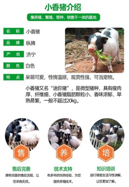 养小香猪的血泪教训_新手避坑指南-第2张图片-山城妙识