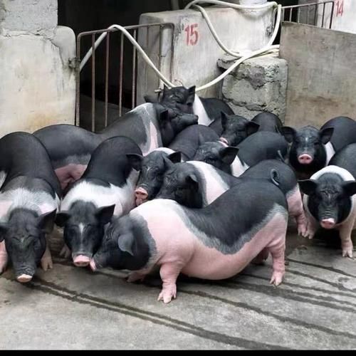 养小香猪的血泪教训_新手避坑指南-第3张图片-山城妙识