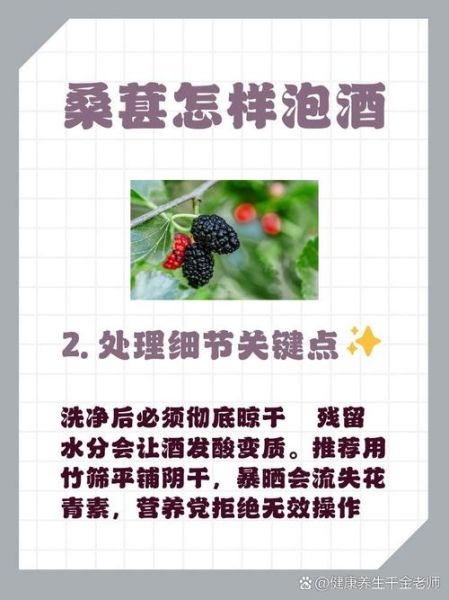 桑葚干泡酒比例是多少_桑葚干泡酒配方大全-第3张图片-山城妙识