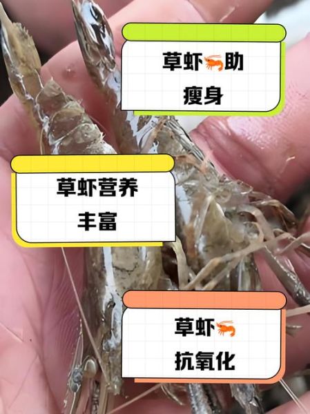 草虾养殖技术_如何提高草虾成活率-第1张图片-山城妙识