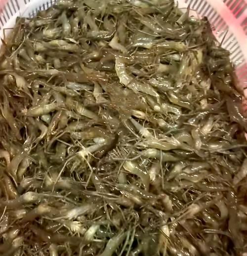 草虾养殖技术_如何提高草虾成活率-第2张图片-山城妙识