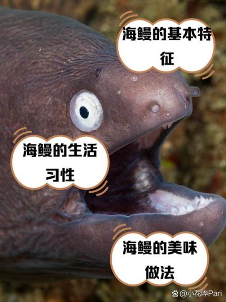 海鳗咬人_海鳗咬人怎么办-第1张图片-山城妙识 海鳗咬人_海鳗咬人怎么办-第1张图片-山城妙识