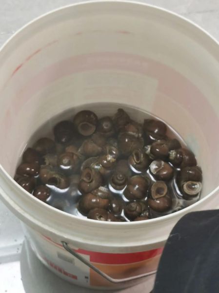 田螺怎么清洗才干净_田螺的做法视频详细教程-第3张图片-山城妙识 田螺怎么清洗才干净_田螺的做法视频详细教程-第3张图片-山城妙识