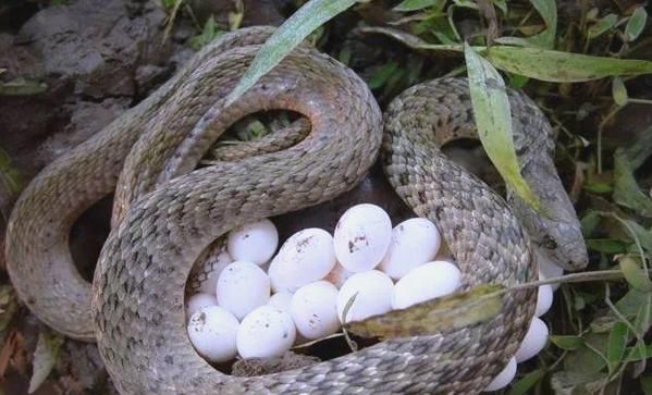 草花蛇有毒吗_草花蛇能当宠物养吗-第1张图片-山城妙识 草花蛇有毒吗_草花蛇能当宠物养吗-第1张图片-山城妙识