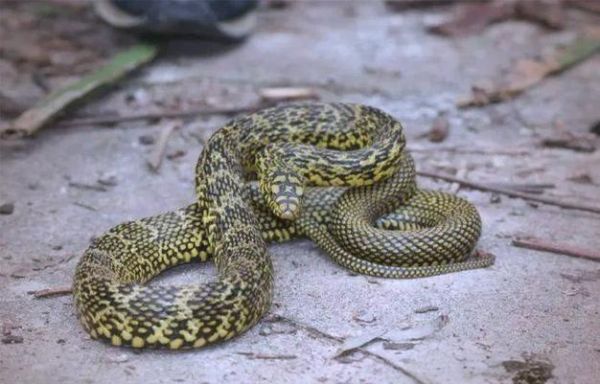草花蛇有毒吗_草花蛇能当宠物养吗-第3张图片-山城妙识 草花蛇有毒吗_草花蛇能当宠物养吗-第3张图片-山城妙识