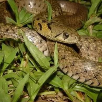 草花蛇有毒吗_草花蛇能当宠物养吗-第2张图片-山城妙识 草花蛇有毒吗_草花蛇能当宠物养吗-第2张图片-山城妙识
