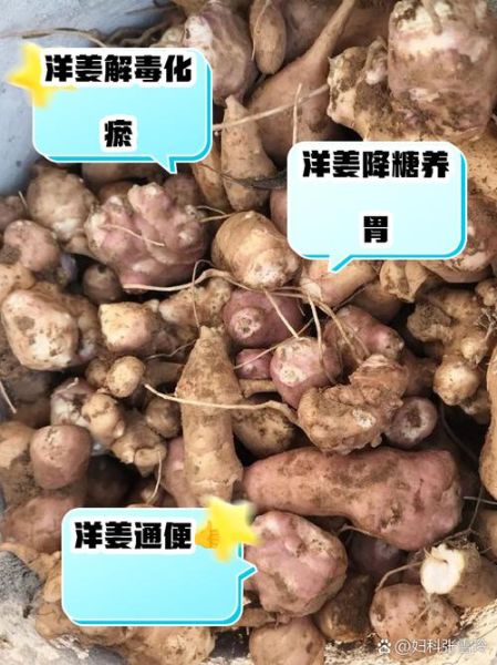 女人吃洋姜有什么好处_洋姜对女性健康的影响-第3张图片-山城妙识