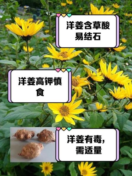 女人吃洋姜有什么好处_洋姜对女性健康的影响-第1张图片-山城妙识