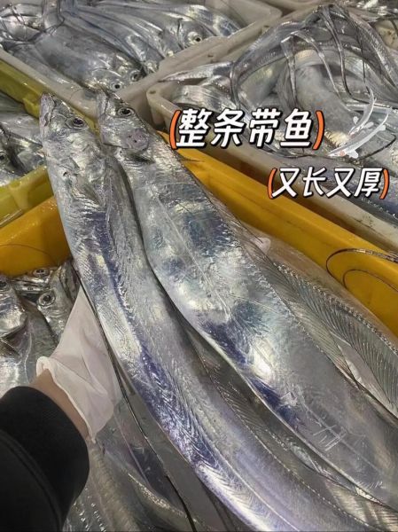 舟山带鱼多少钱一斤_舟山带鱼价格行情-第1张图片-山城妙识