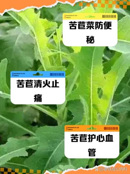 苦菊的功效与作用_苦菊的禁忌有哪些-第1张图片-山城妙识