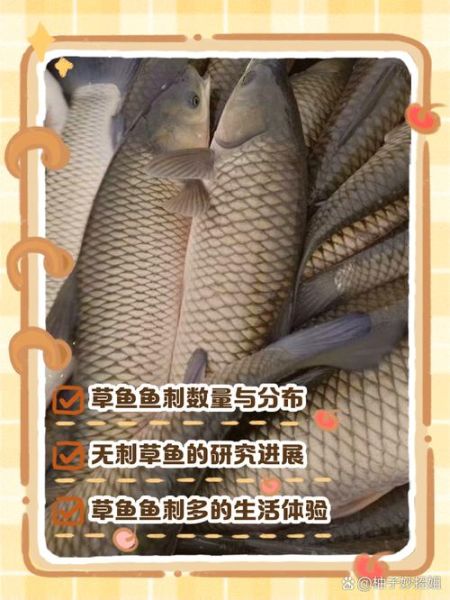 草鱼刺多吗_草鱼适合宝宝吃吗-第1张图片-山城妙识