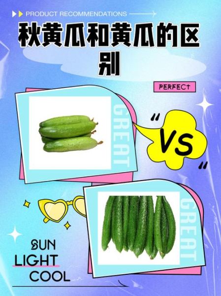 秋黄瓜和普通黄瓜的区别_哪个更好吃-第1张图片-山城妙识 秋黄瓜和普通黄瓜的区别_哪个更好吃-第1张图片-山城妙识