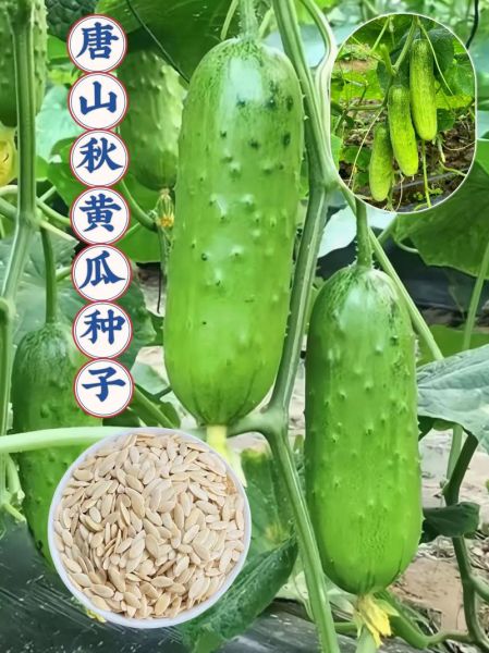 秋黄瓜和普通黄瓜的区别_哪个更好吃-第2张图片-山城妙识 秋黄瓜和普通黄瓜的区别_哪个更好吃-第2张图片-山城妙识