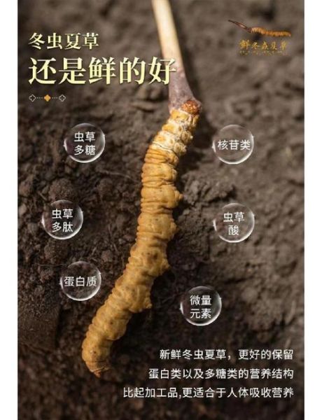 新鲜虫草的功效与作用_新鲜虫草怎么吃效果最好-第1张图片-山城妙识 新鲜虫草的功效与作用_新鲜虫草怎么吃效果最好-第1张图片-山城妙识