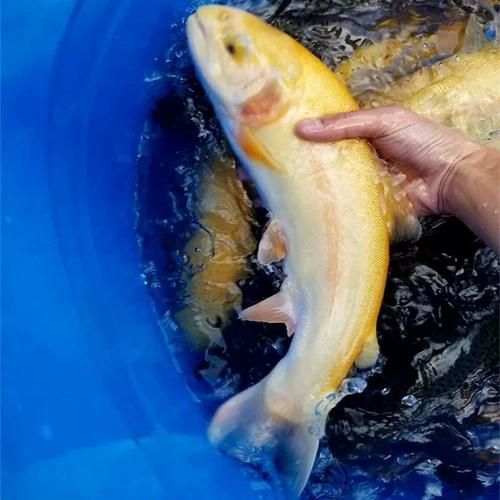 金鳟鱼和三文鱼有什么区别_哪个营养价值更高-第2张图片-山城妙识 金鳟鱼和三文鱼有什么区别_哪个营养价值更高-第2张图片-山城妙识