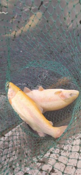 金鳟鱼和三文鱼有什么区别_哪个营养价值更高-第1张图片-山城妙识 金鳟鱼和三文鱼有什么区别_哪个营养价值更高-第1张图片-山城妙识