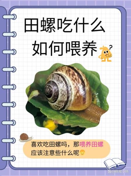 田螺吃什么食物长大_田螺最爱吃什么-第1张图片-山城妙识