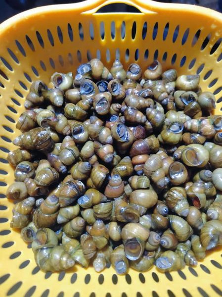 田螺吃什么食物长大_田螺最爱吃什么-第3张图片-山城妙识