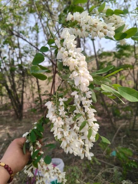 洋槐花几月开花_花期持续多久-第3张图片-山城妙识