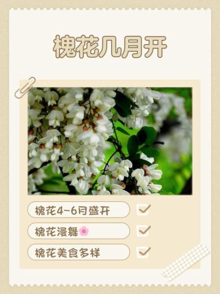 洋槐花几月开花_花期持续多久-第1张图片-山城妙识