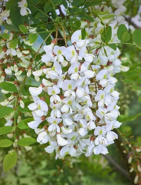 洋槐花几月开花_花期持续多久-第2张图片-山城妙识