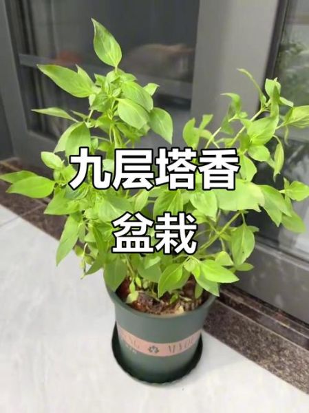 九层塔怎么种_九层塔种植方法-第3张图片-山城妙识