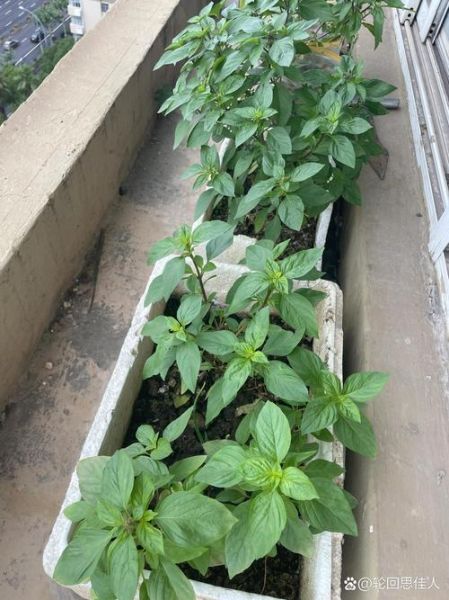 九层塔怎么种_九层塔种植方法-第2张图片-山城妙识