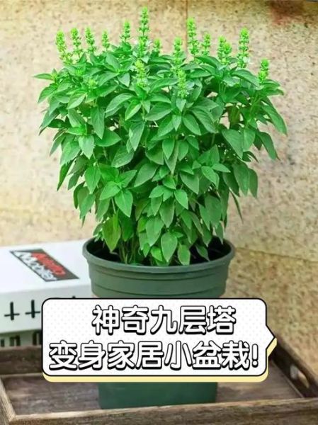 九层塔怎么种_九层塔种植方法-第1张图片-山城妙识