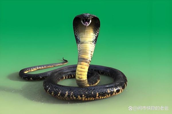 世界最毒的毒蛇第一名是什么_毒性有多强-第3张图片-山城妙识