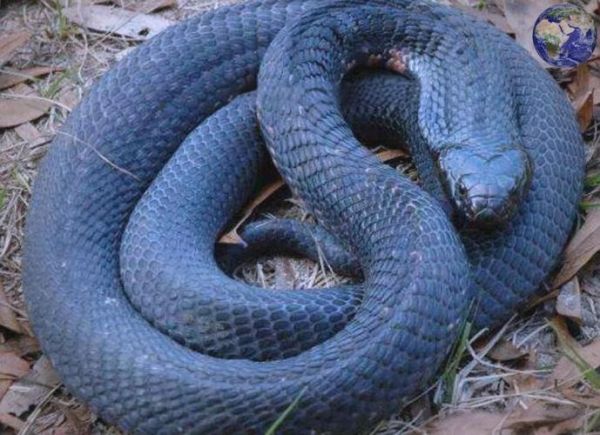 世界最毒的毒蛇第一名是什么_毒性有多强-第1张图片-山城妙识