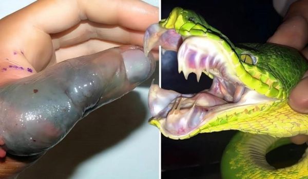 世界最毒的毒蛇第一名是什么_毒性有多强-第2张图片-山城妙识