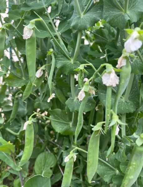 豌豆荚破解版下载_豌豆荚破解版安全吗-第1张图片-山城妙识