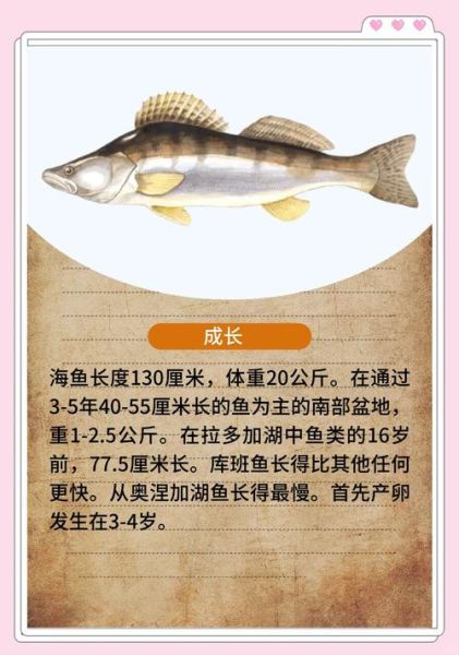 鲈鱼是海鱼还是淡水鱼_鲈鱼生活在哪种水域-第1张图片-山城妙识 鲈鱼是海鱼还是淡水鱼_鲈鱼生活在哪种水域-第1张图片-山城妙识